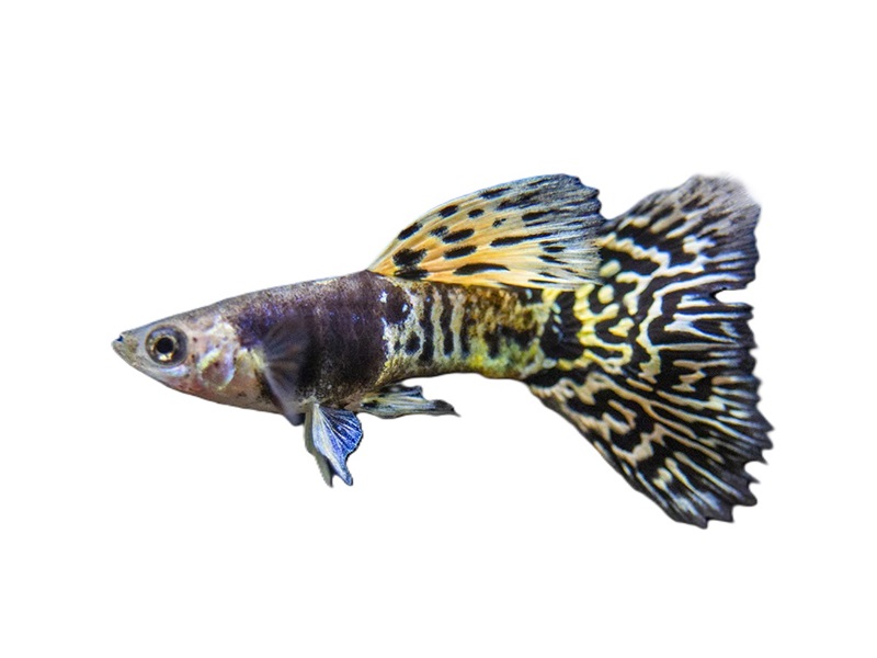 PEZ GUPPY COBRA TIGRE 1 UNIDAD | El Rejo Web