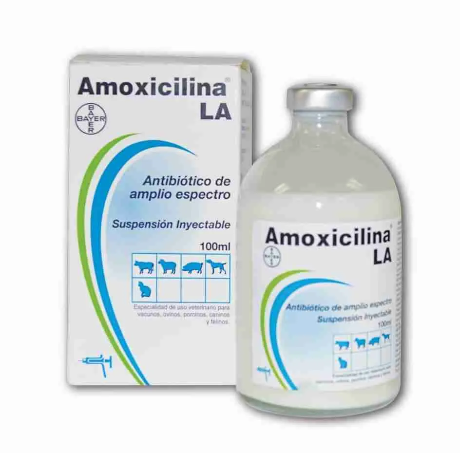 AMOXICILINA LA | El Rejo Web